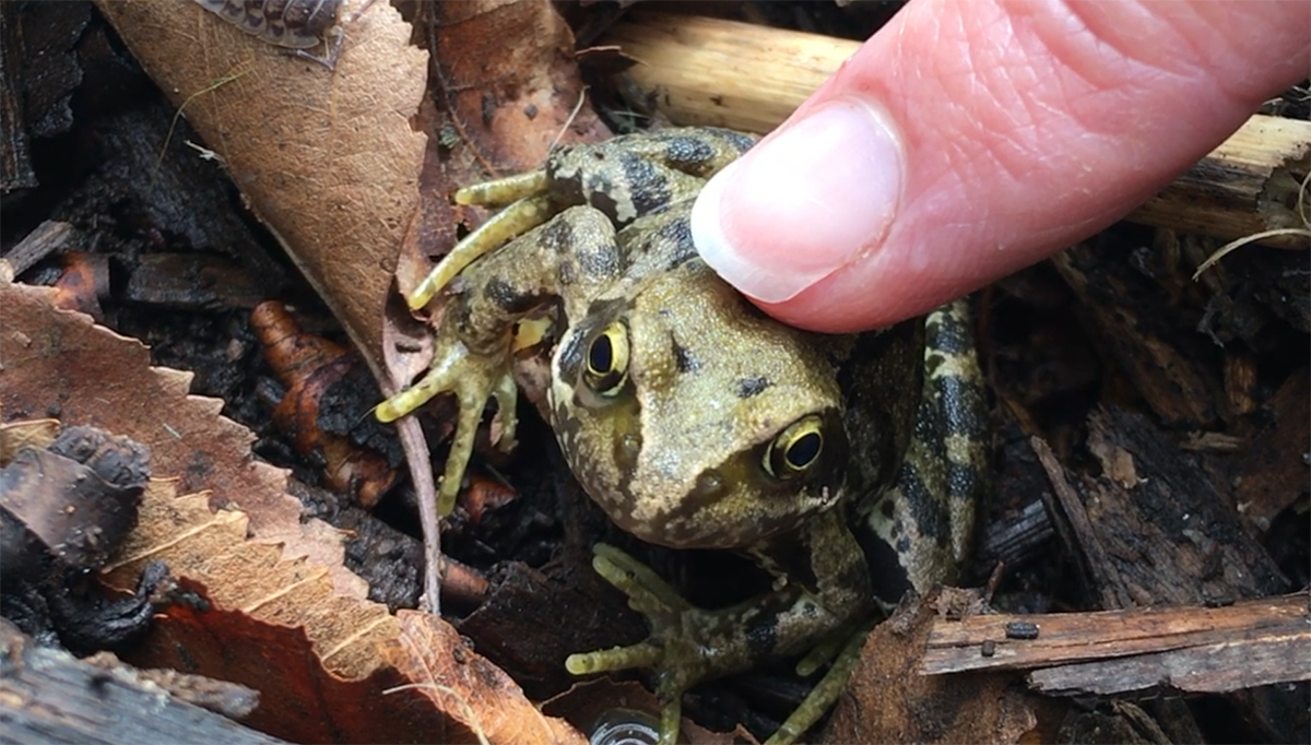 Frogs, Fertility and Climate Change - Castlefield Gallery